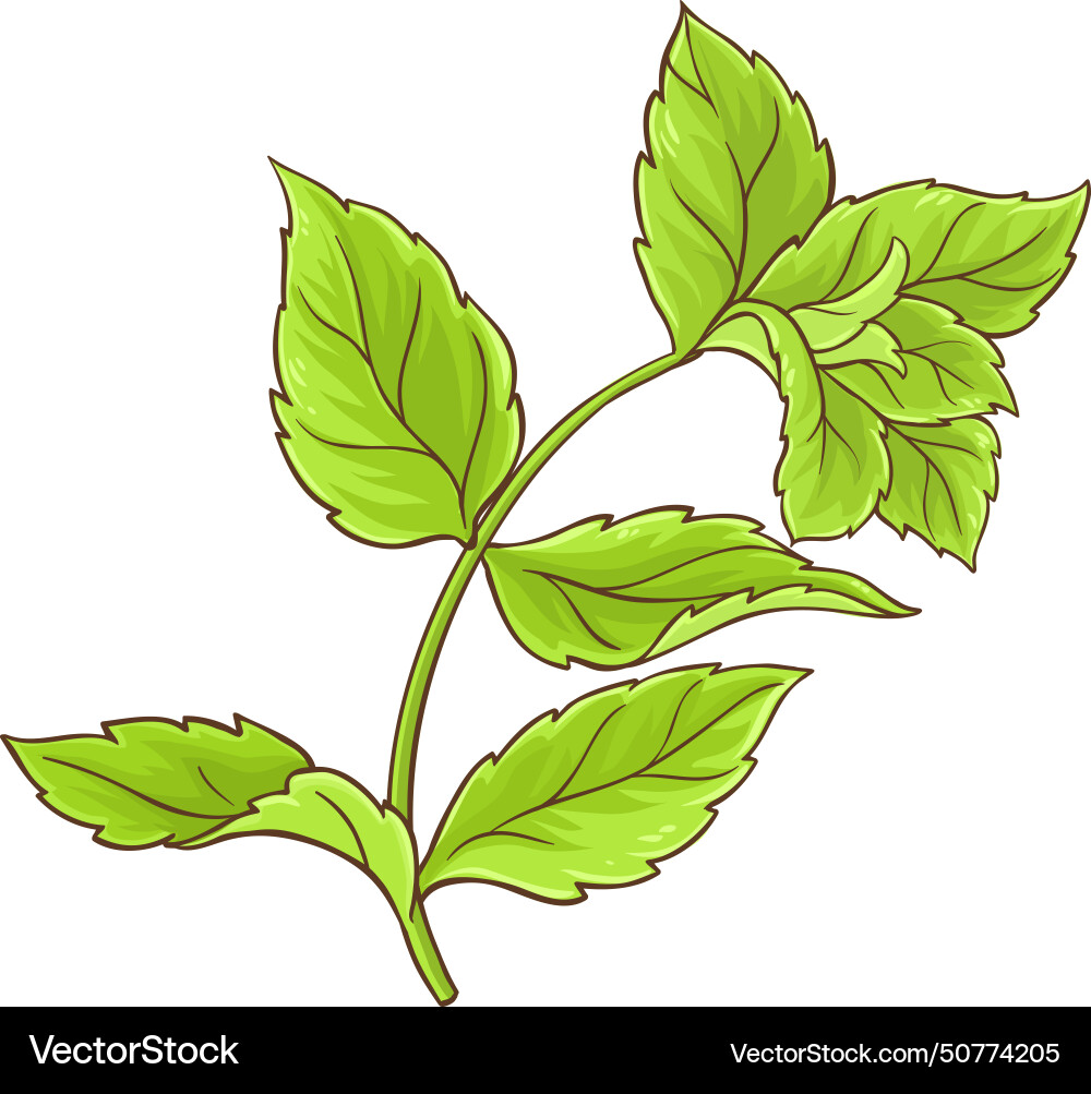 Peppermint branch colored detailed Royalty Free Vector Image