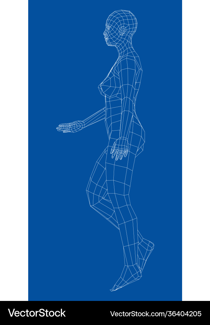 Wireframe Female Figure – Royalty-Free Vector | VectorStock