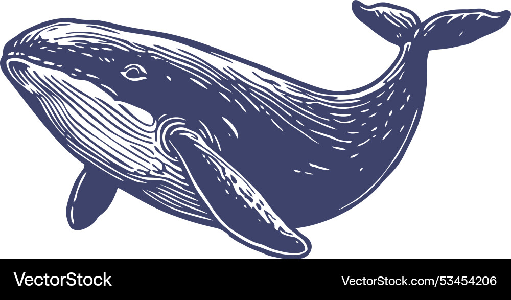 Beautiful classic hand drawing whale Royalty Free Vector