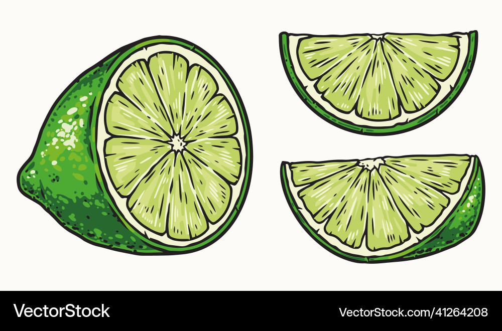 Creative set of lime parts Royalty Free Vector Image