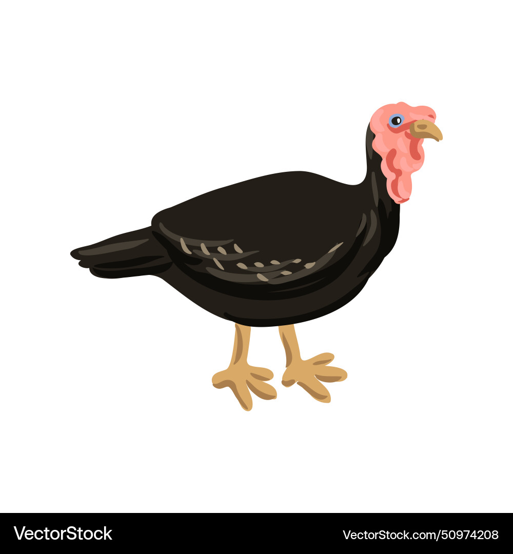 Drawing turkey bird Royalty Free Vector Image - VectorStock
