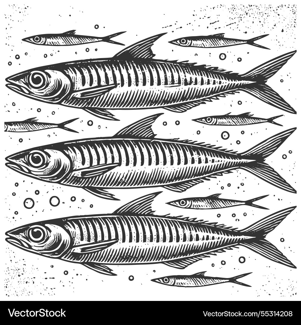 Mackerel fish engraving sketch Royalty Free Vector Image