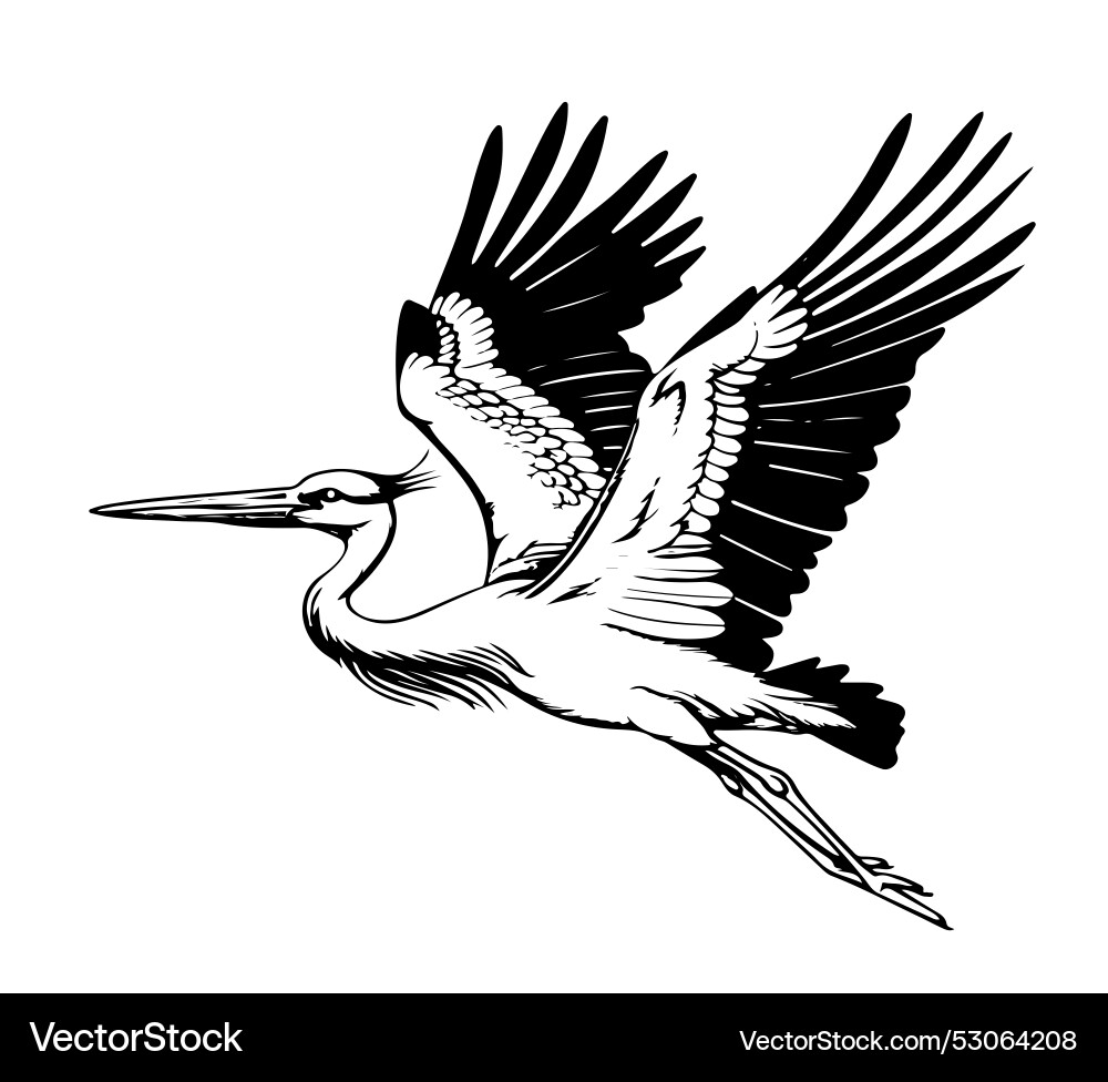 Stork flying sketch hand sketching Royalty Free Vector Image