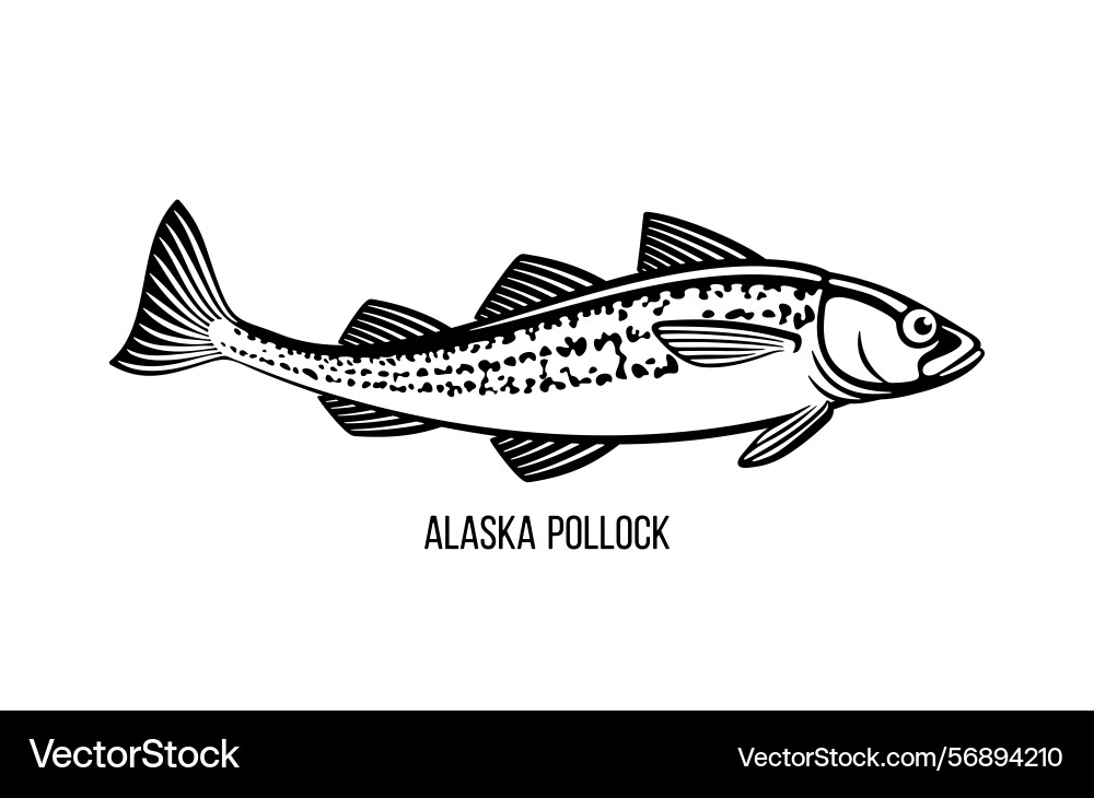 Alaska pollock fish black sign icon Royalty Free Vector