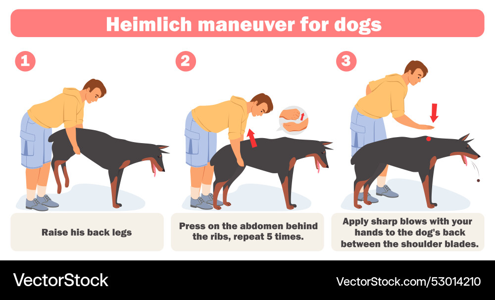 Heimlich maneuver applying for dogs flat Vector Image