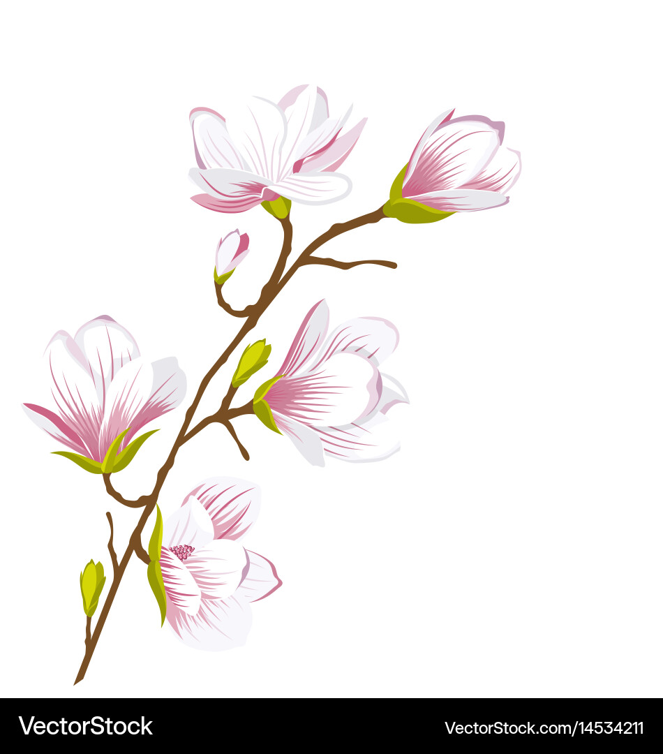 Cute magnolia branch blossom flowers Royalty Free Vector