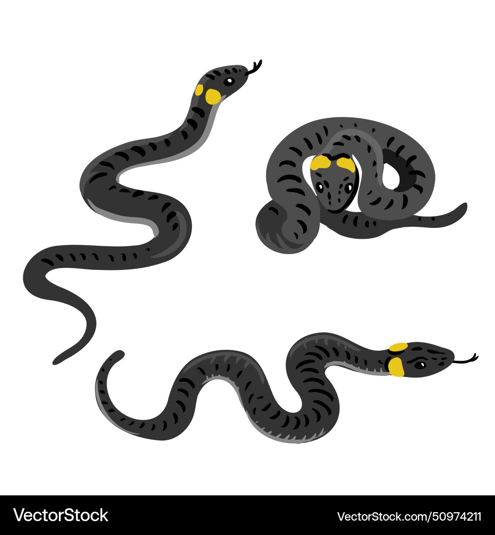 Drawing ringed snake Royalty Free Vector Image