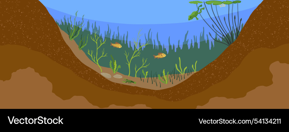 Pond ecosystem of with different Royalty Free Vector Image