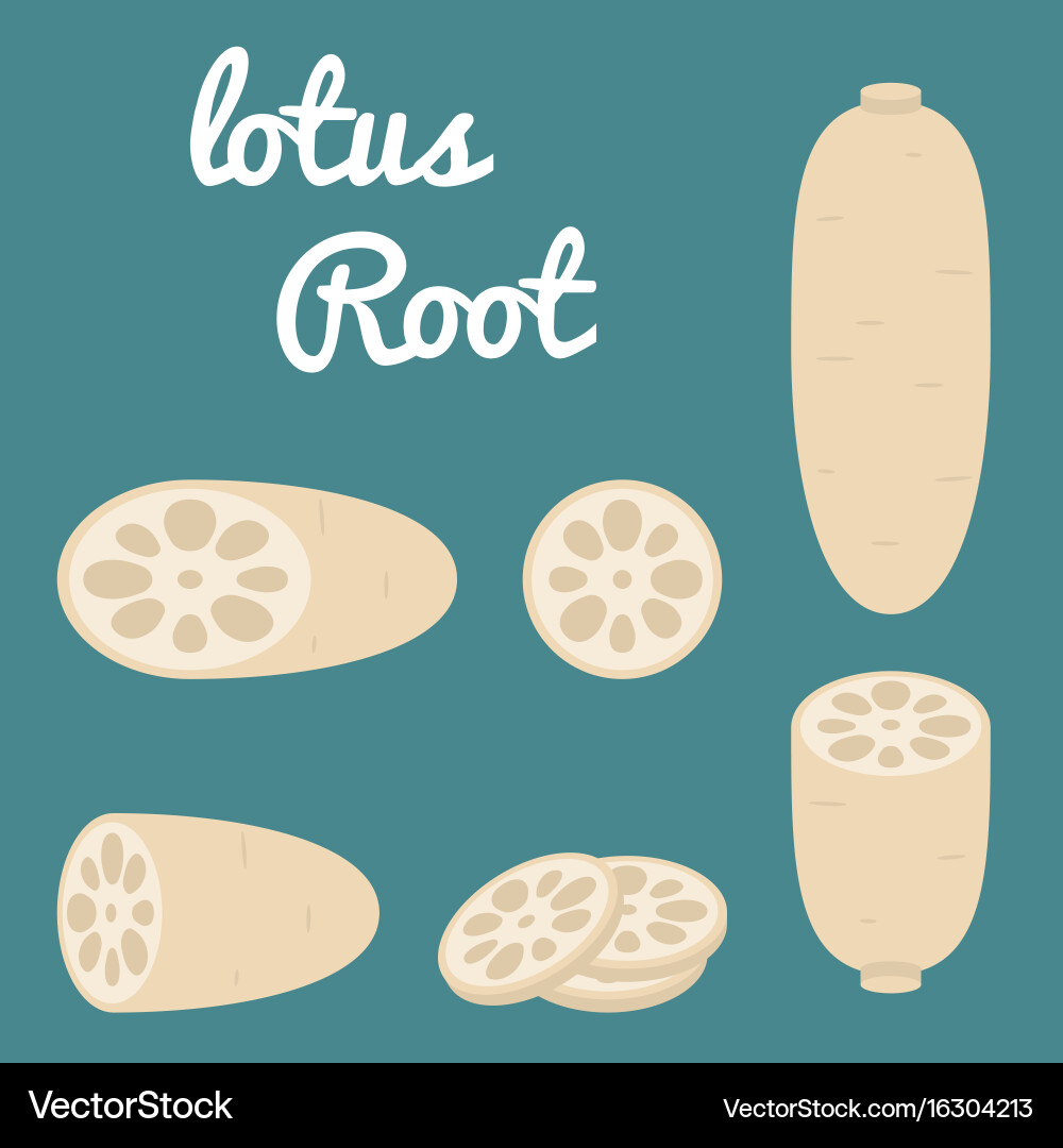 Lotus Root Vegetable Royalty Free Vector Image