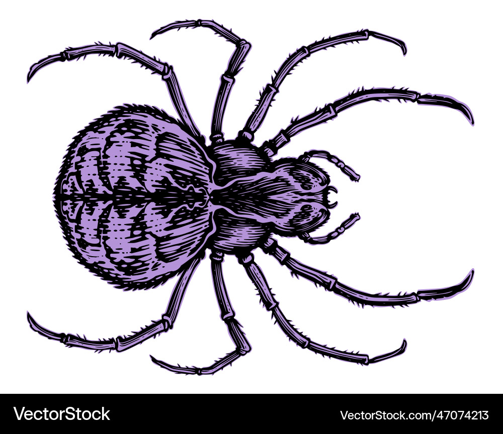 Spider isolated on white background top view Vector Image