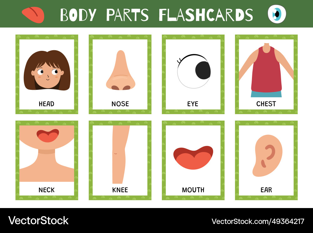 Body Parts Flash Cards Word Cards Body Parts Flashcards