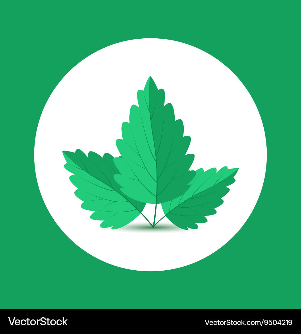 Mint leaves Royalty Free Vector Image - VectorStock