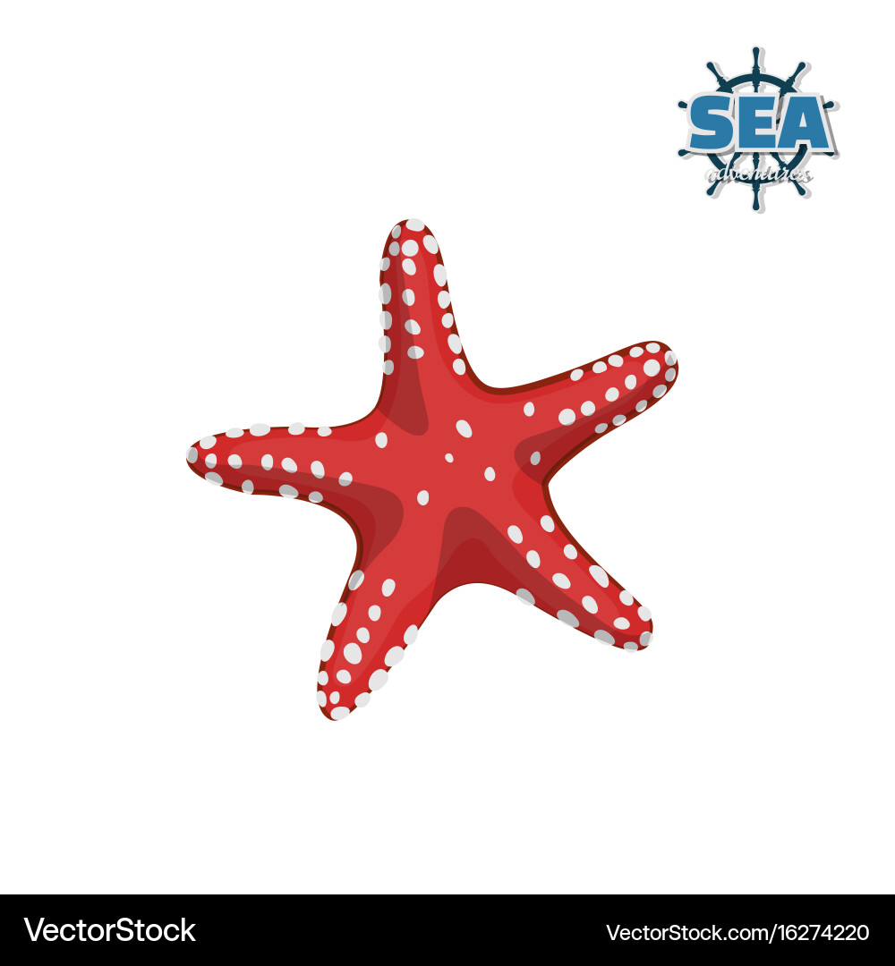 Red starfish on white background isolated drawing Vector Image