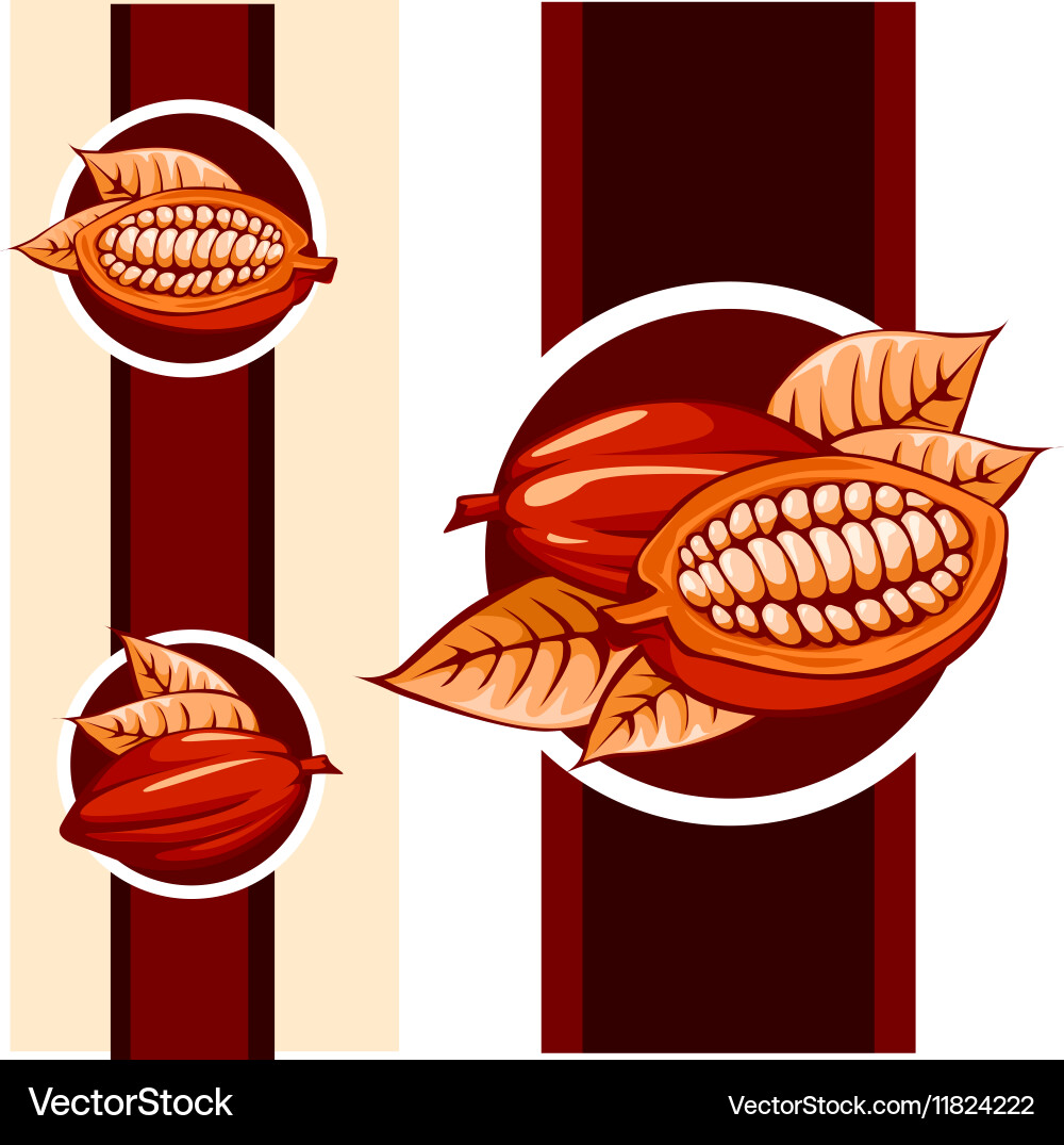 Cocoa bean design Royalty Free Vector Image - VectorStock