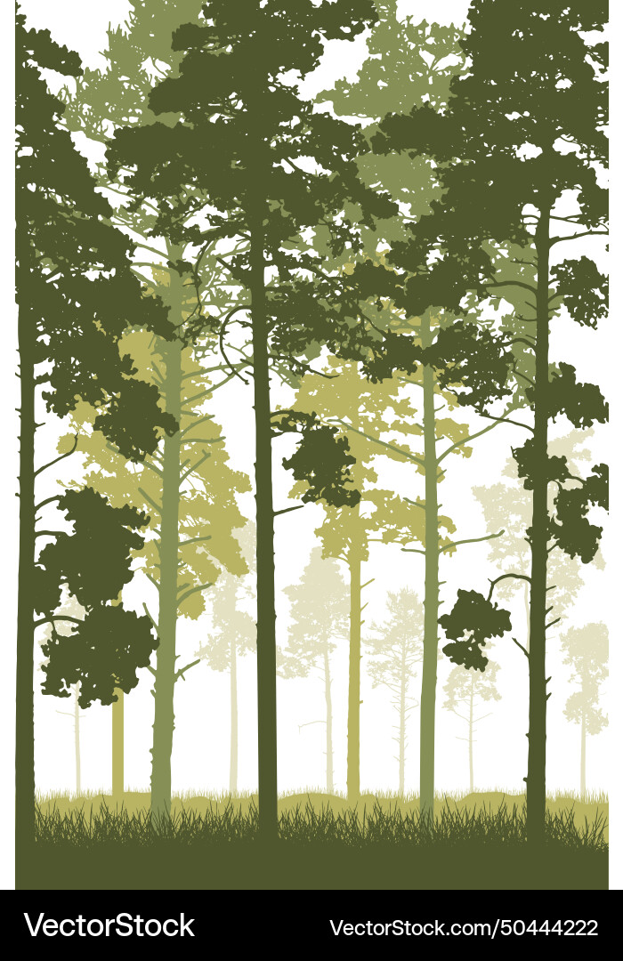 Coniferous forest with tall pine trunks and grass Vector Image
