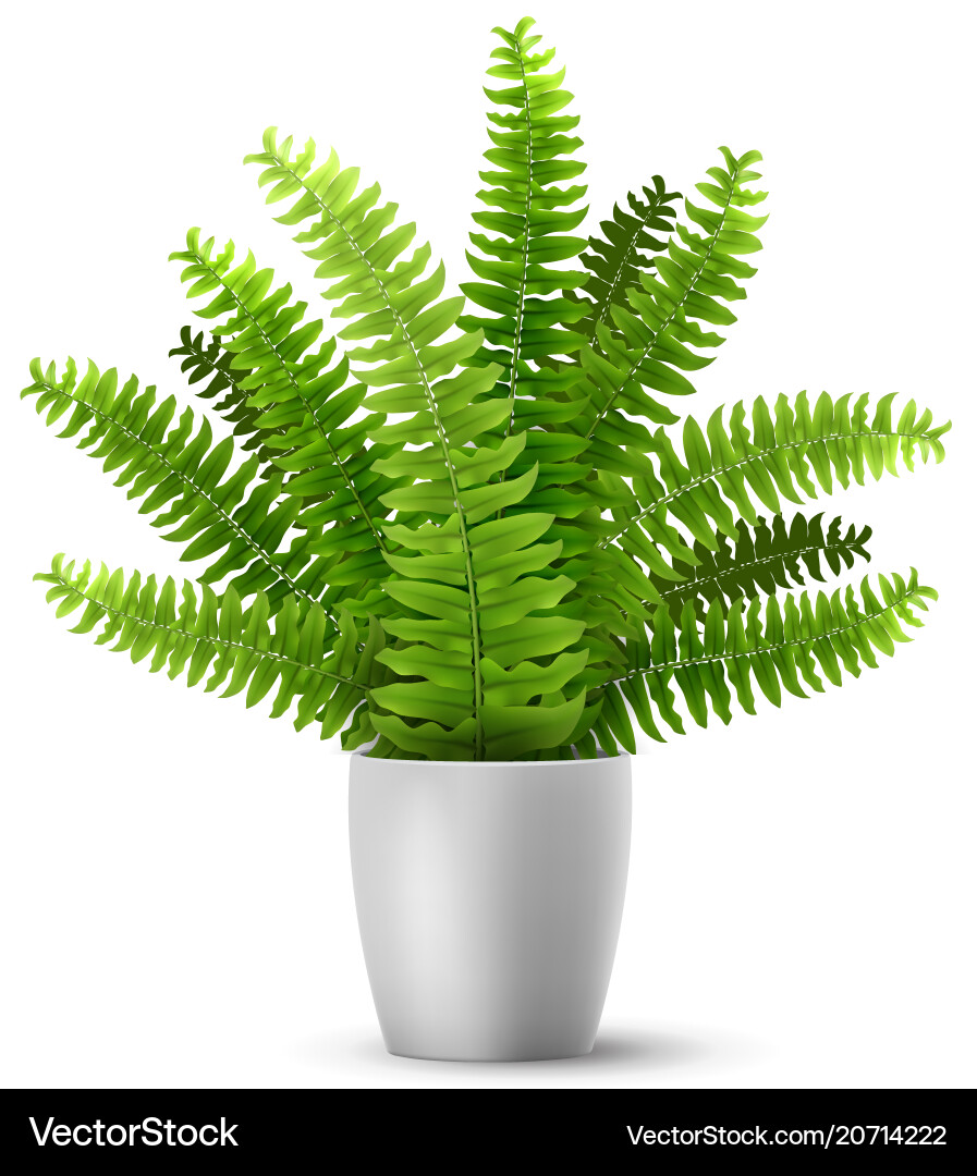 Fern in a pot Royalty Free Vector Image - VectorStock