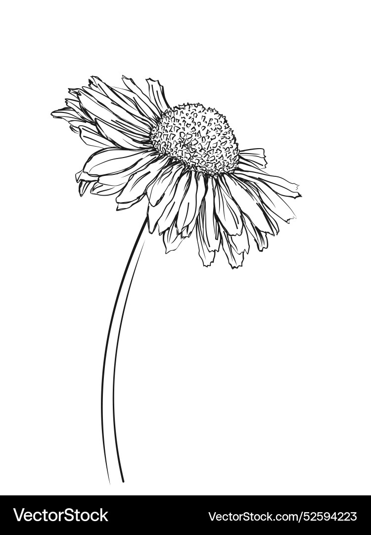 Sketch of a blooming chamomile Royalty Free Vector Image