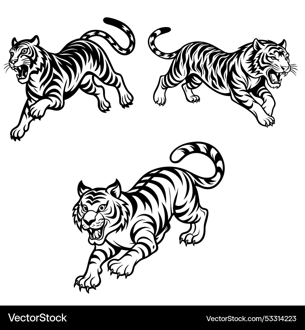 Tiger pouncing svg Royalty Free Vector Image - VectorStock