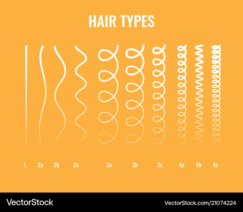 Hair Type Chart - Curl Guide Royalty Free Vector Image