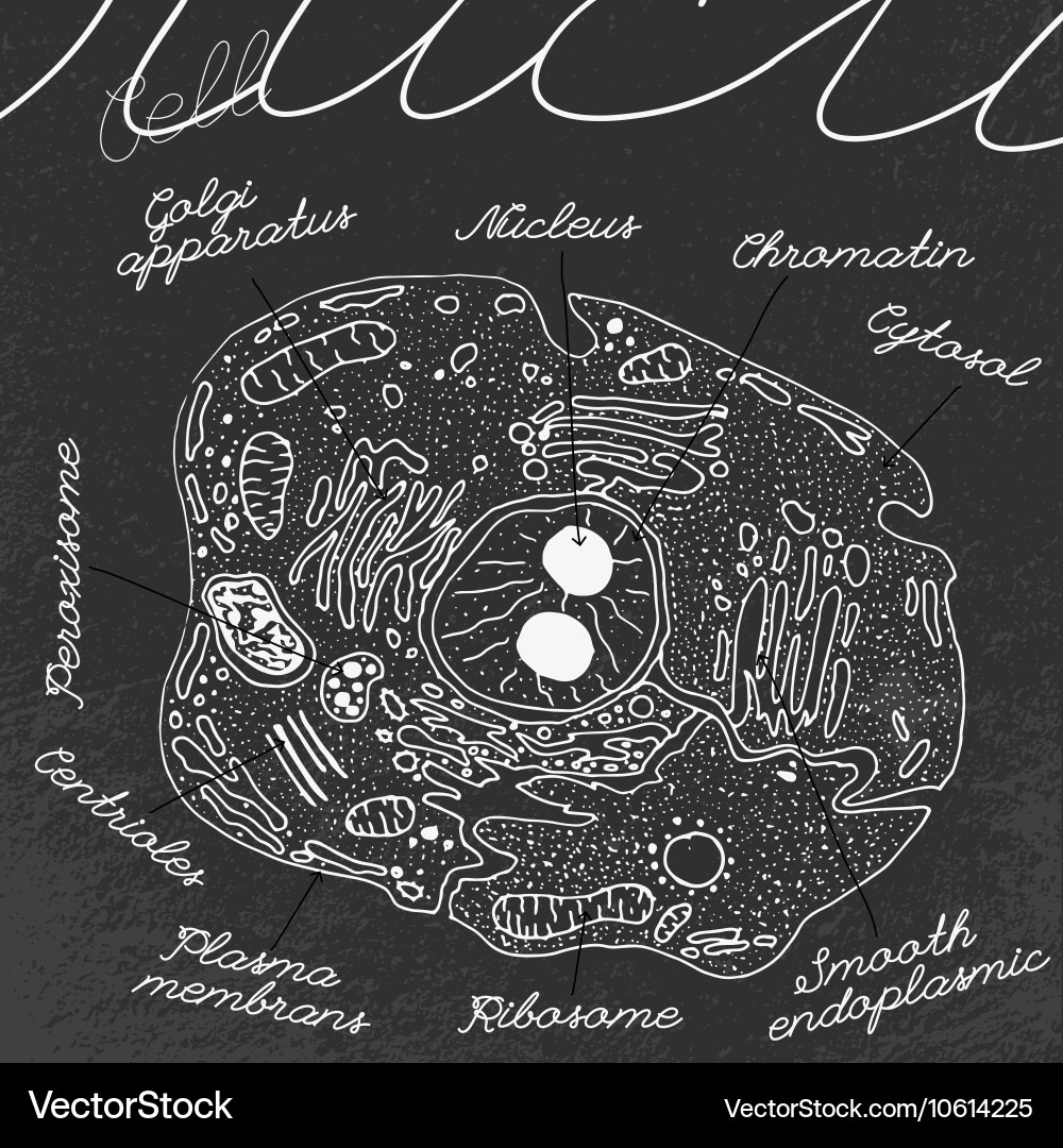 Hand drawn cell Royalty Free Vector Image - VectorStock