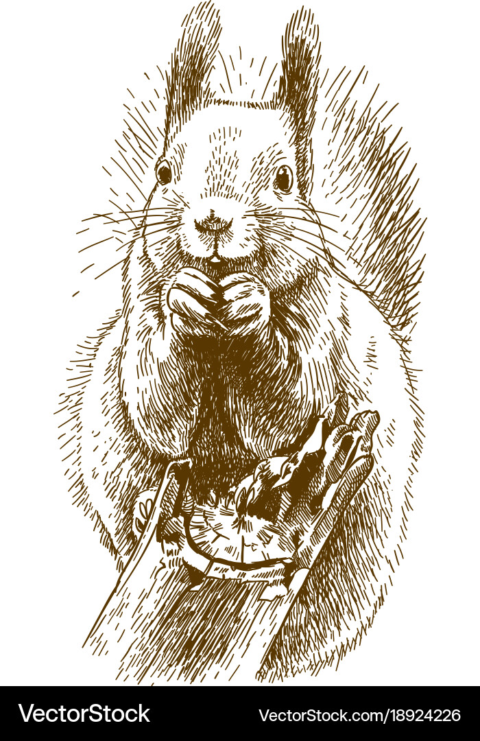 Detailed Squirrel Engraving Royalty Free Vector Image