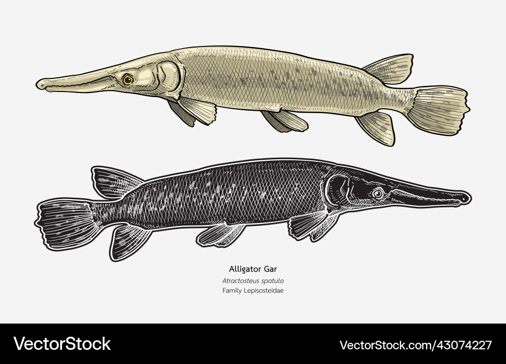 Alligator Gar Vector Images (13)