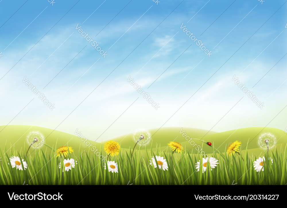 Nature background with grass and flowers Vector Image