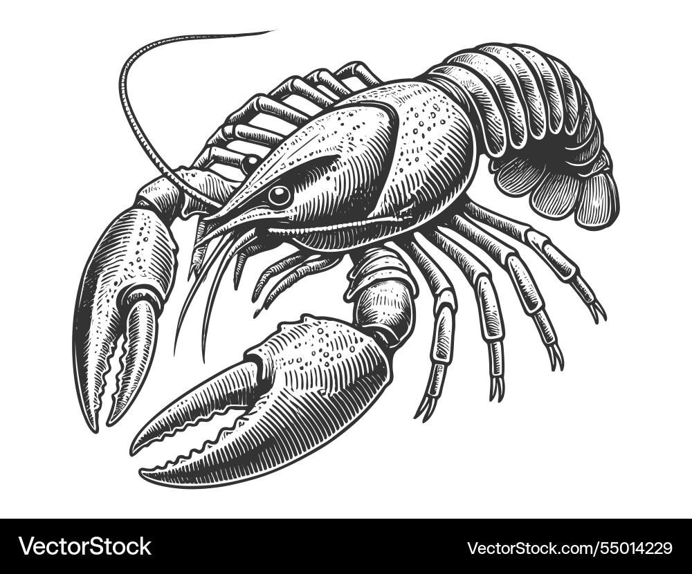 Detailed crayfish engraving Royalty Free Vector Image
