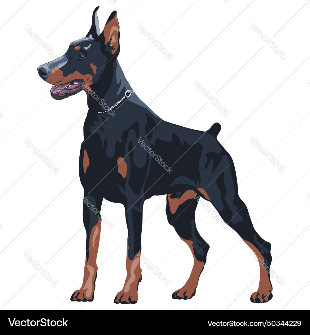 Dog doberman pinscher breed Royalty Free Vector Image