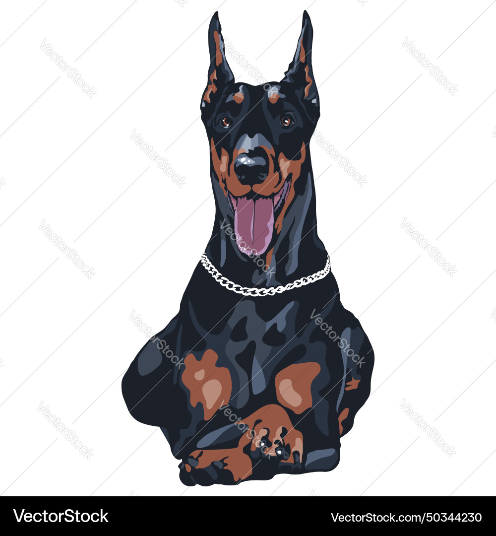 Dog doberman pinscher breed Royalty Free Vector Image
