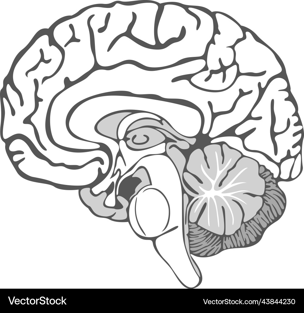 Structure of human brain Royalty Free Vector Image