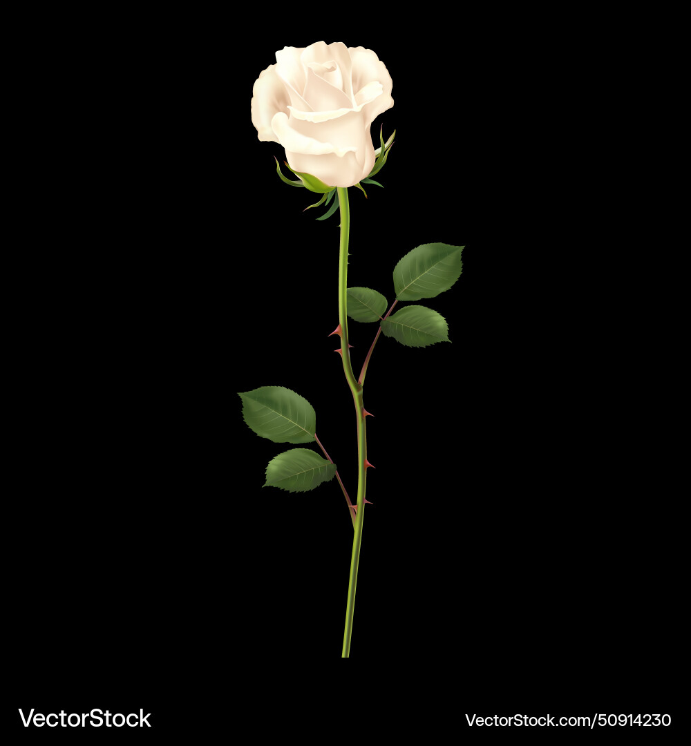 White rose Royalty Free Vector Image - VectorStock