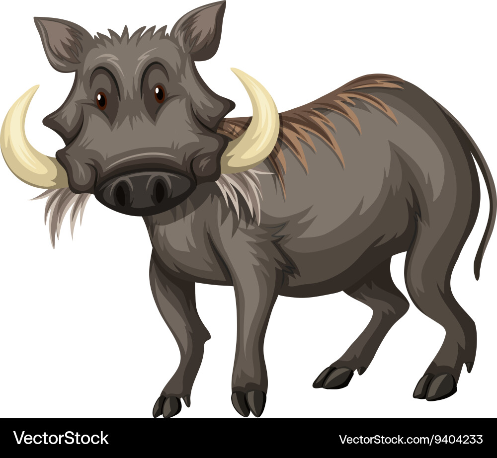Wild Boar with Sharp Tusk Royalty Free Vector Image