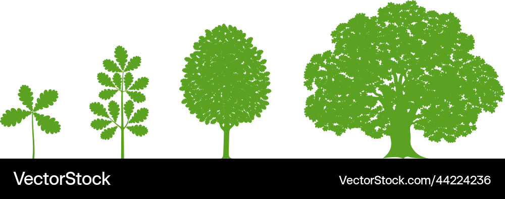 Oak Tree Life Cycle Royalty Free Vector Image - VectorStock