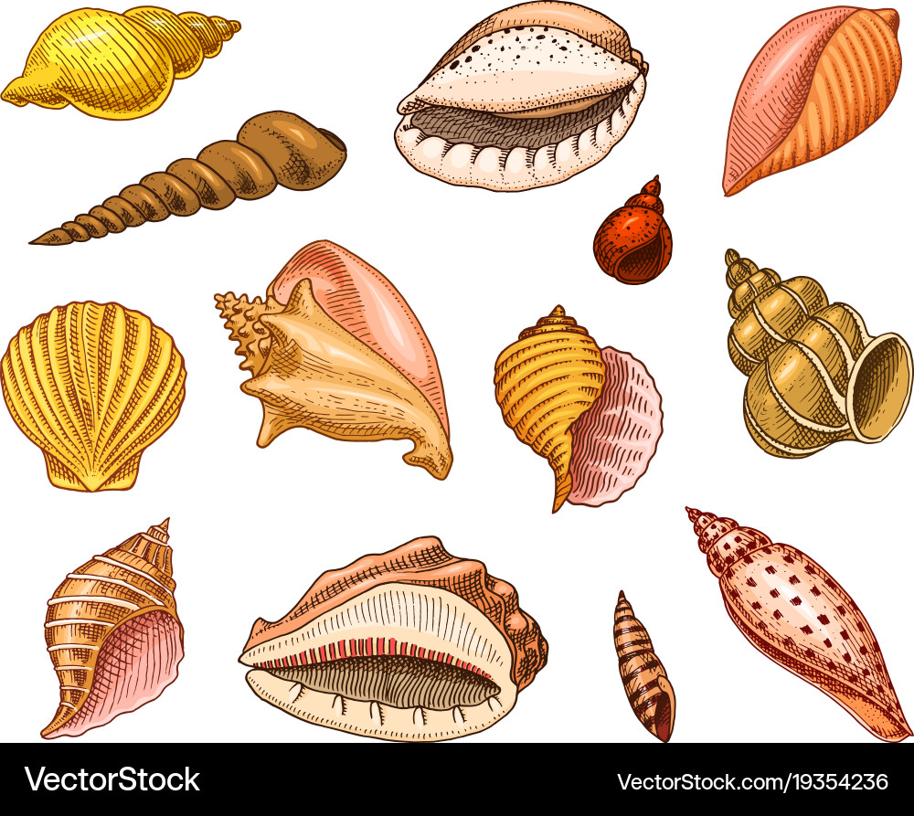 Seashells or mollusca different forms sea Vector Image