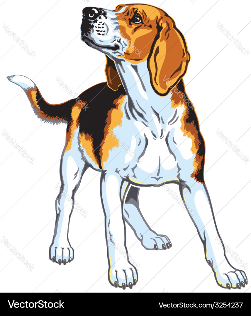 Beagle Royalty Free Vector Image - VectorStock