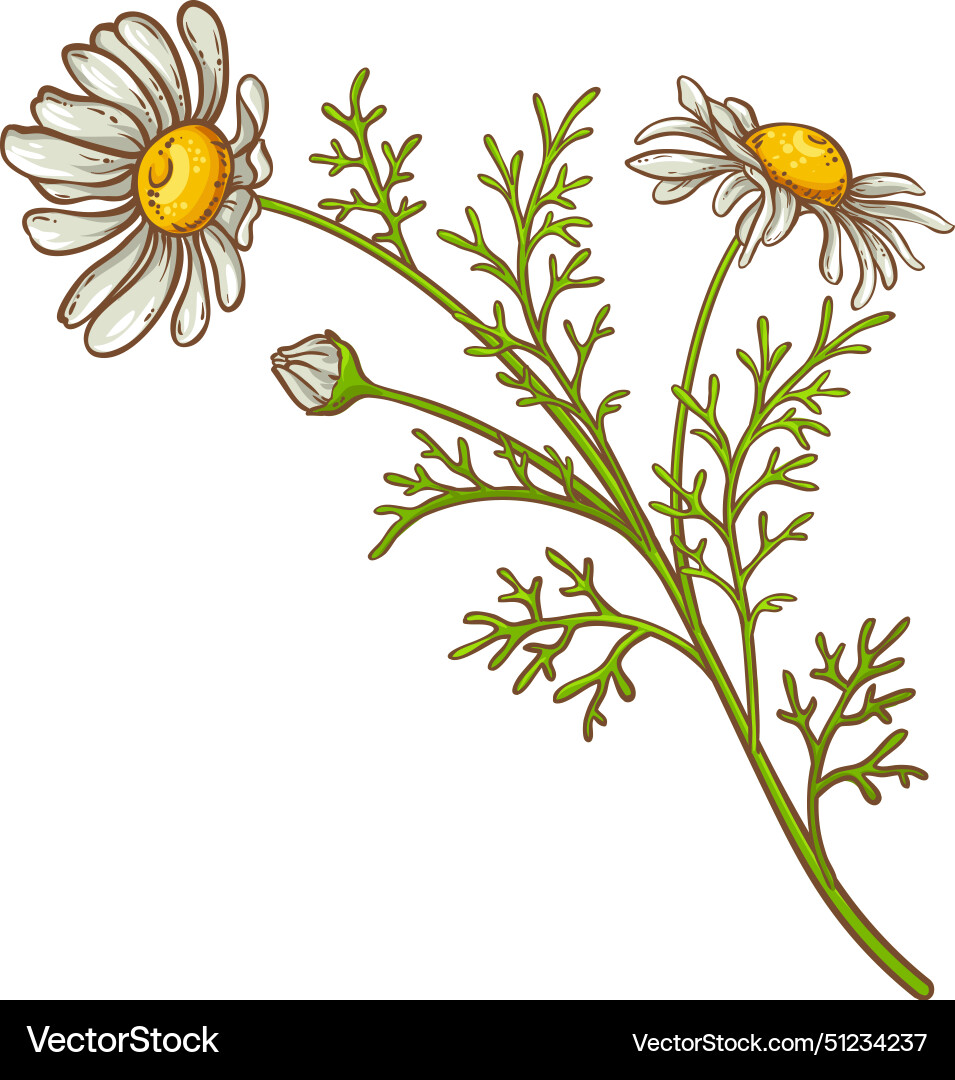 Chamomile plant colored detailed Royalty Free Vector Image