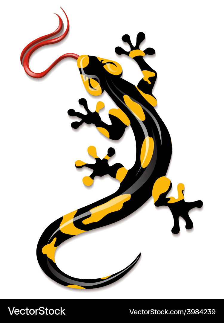Salamander Royalty Free Vector Image - VectorStock