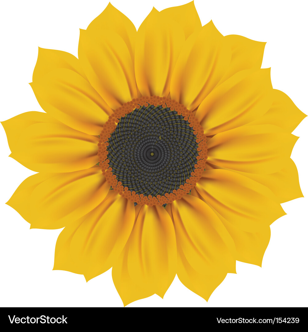 Sunflower Royalty Free Vector Image - VectorStock
