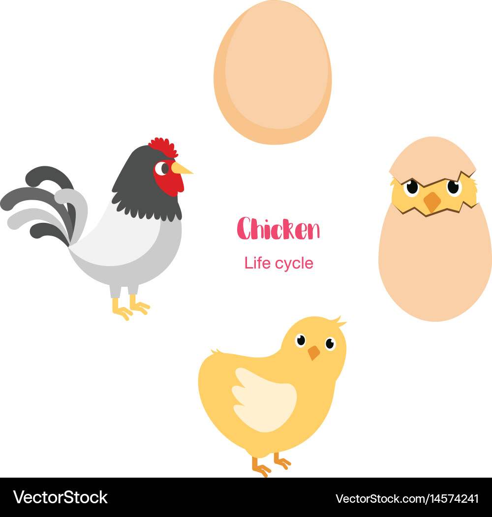 Life Cycle Of A Chicken Egg