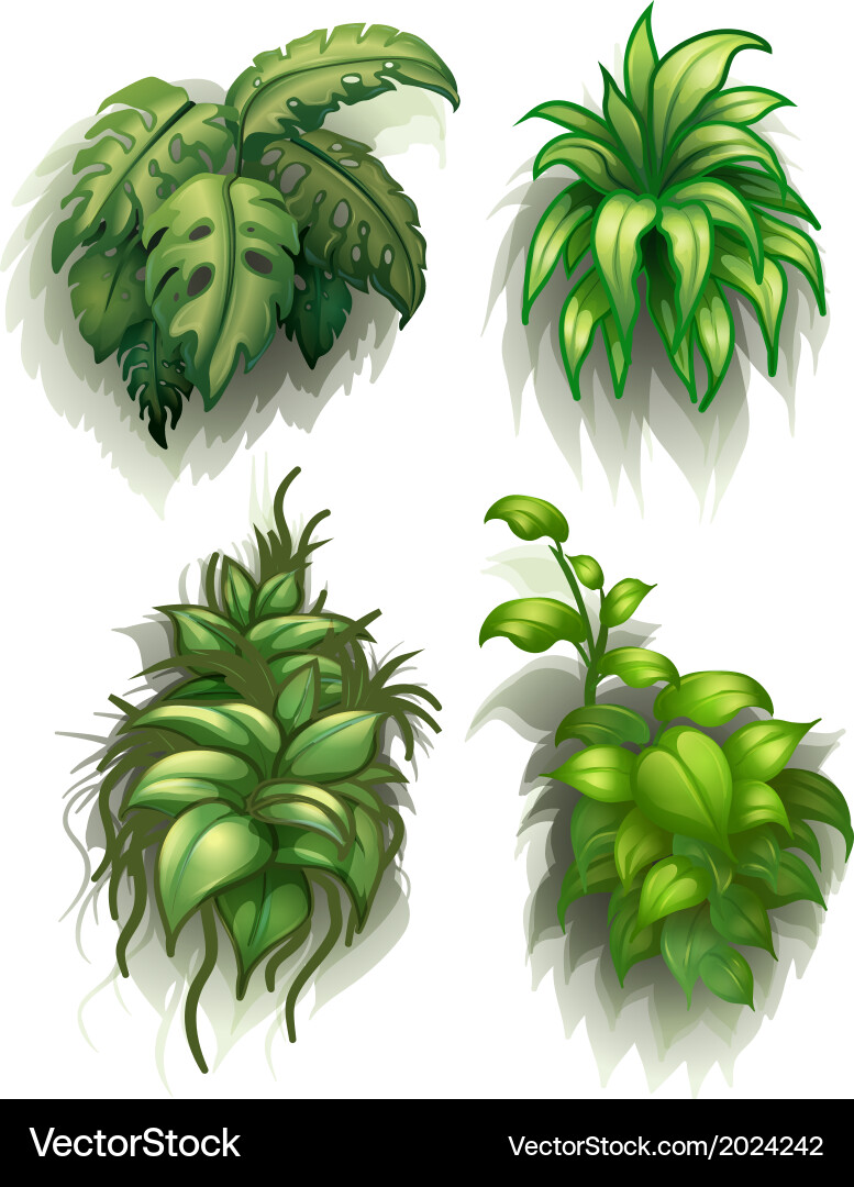 Leafy plants Royalty Free Vector Image - VectorStock