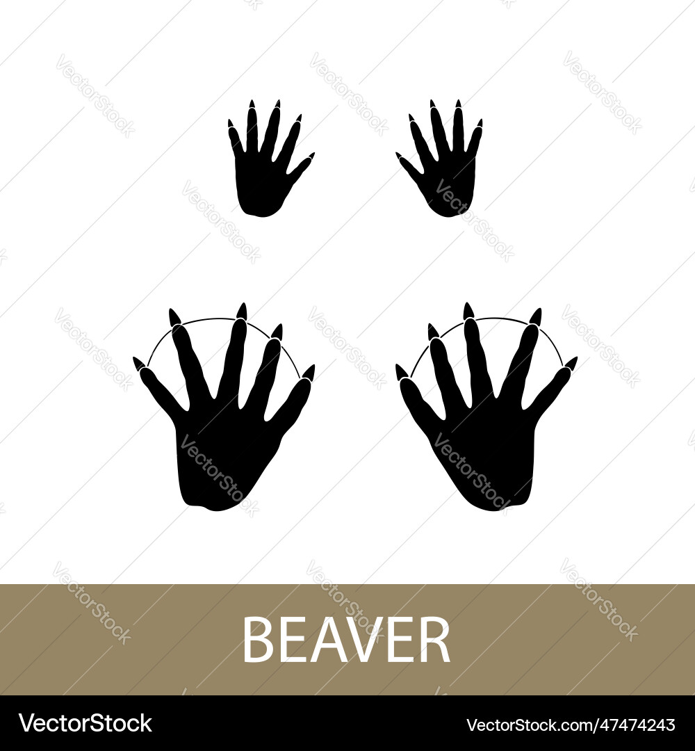 European beaver mammal trace Royalty Free Vector Image
