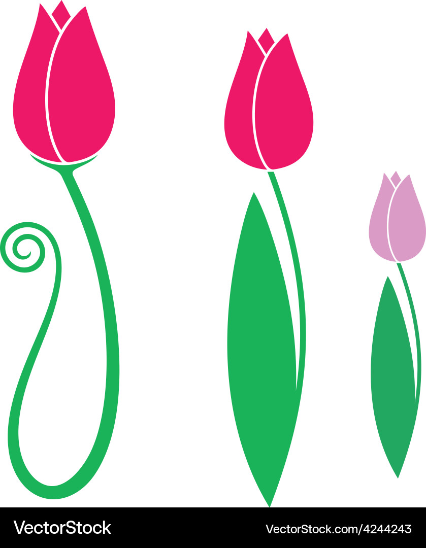 Tulip set Royalty Free Vector Image - VectorStock