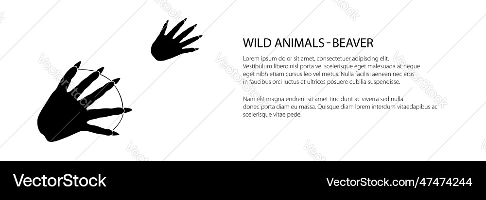 European beaver trace banner Royalty Free Vector Image