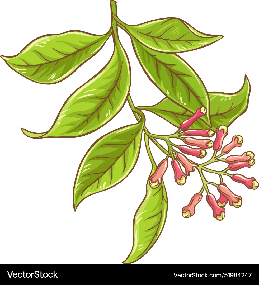 Clove branch colored detailed Royalty Free Vector Image
