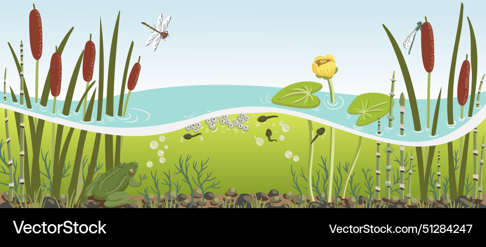 Drawing river water plants and frog Royalty Free Vector