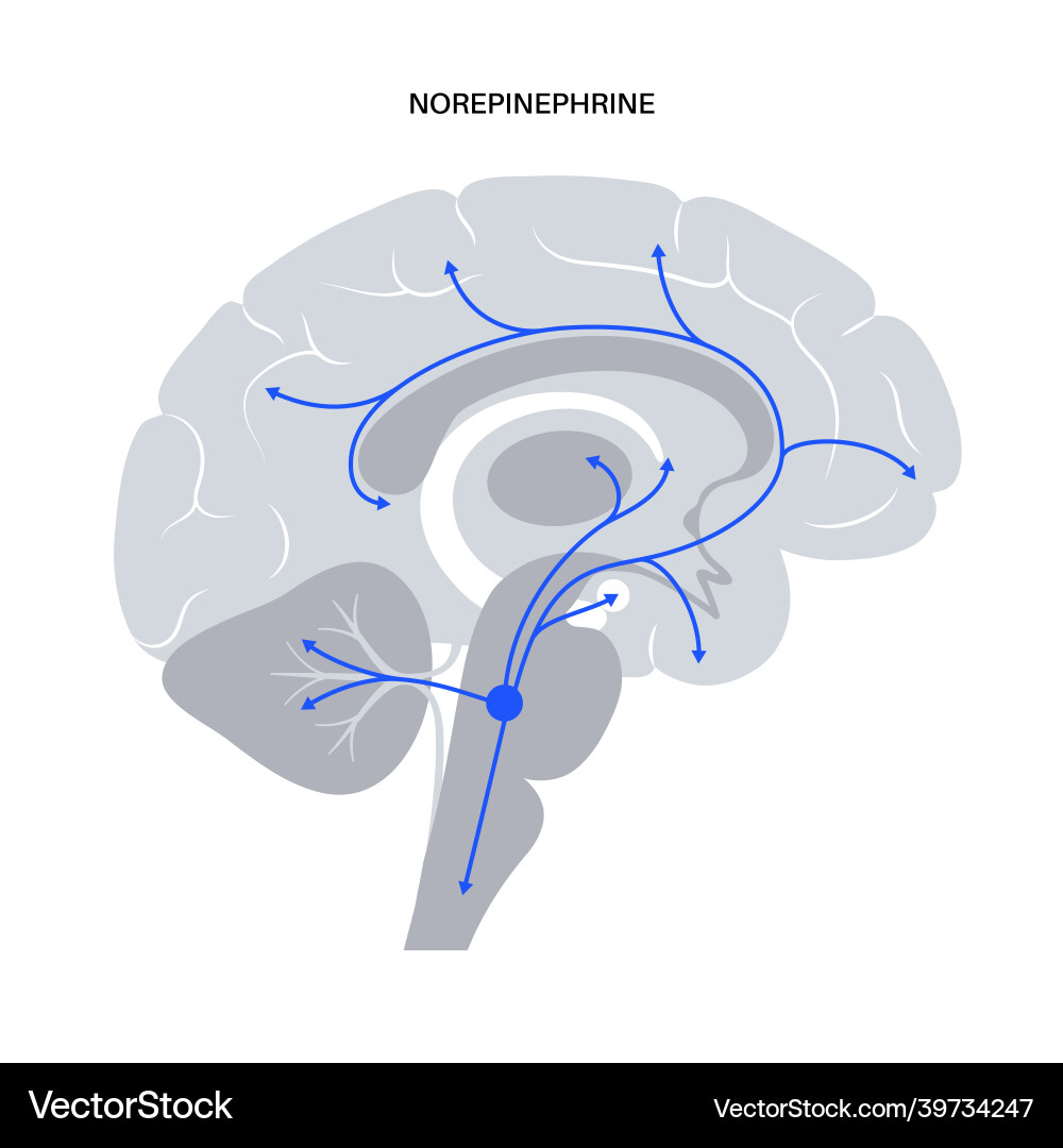 Norepinephrine Brain Pathway Royalty Free Vector Image