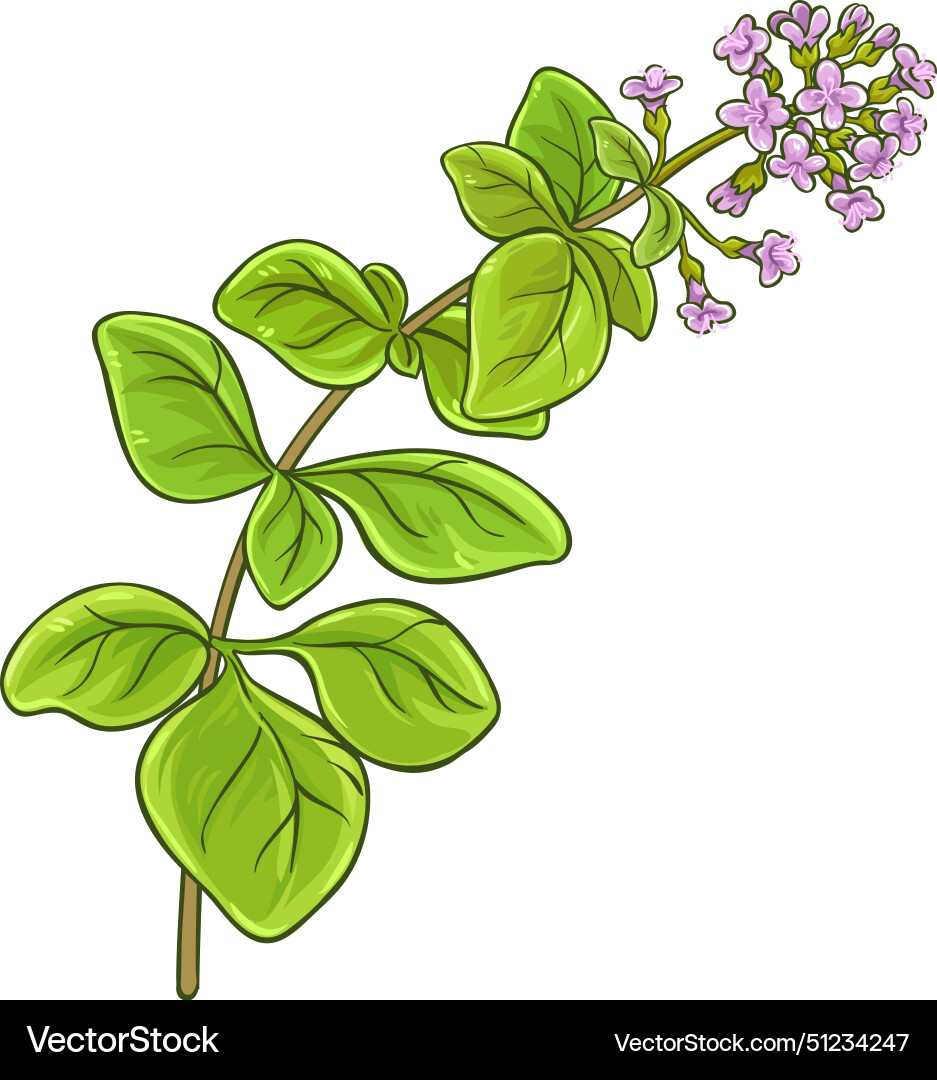 Oregano branch colored detailed Royalty Free Vector Image