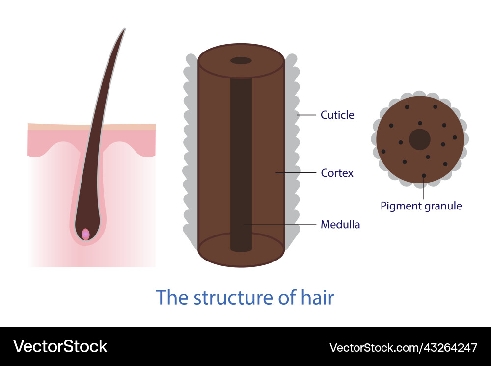 Structure of hair on white background Royalty Free Vector
