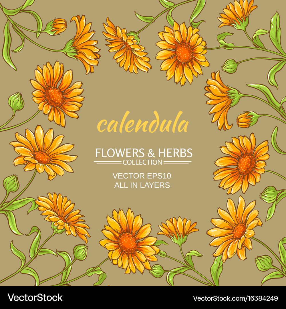 Calendula Flower Frame Royalty Free Vector Image